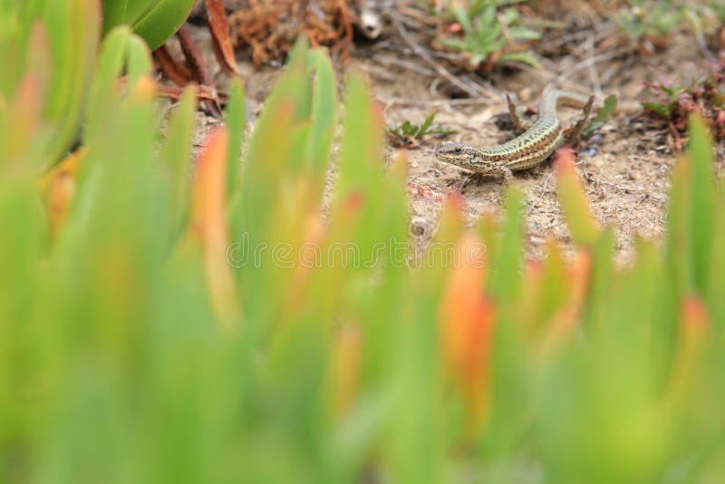 Iberian rock lizard stock image. Image of cantabrica - 53531455