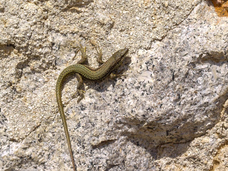 Iberian Wall Lizard Crawling on the Rock, Podarcis Hispanica in Spain ...