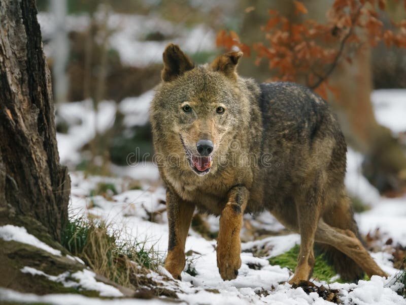 Iberian wolf stock image. Image of dangerous, forest - 269687323