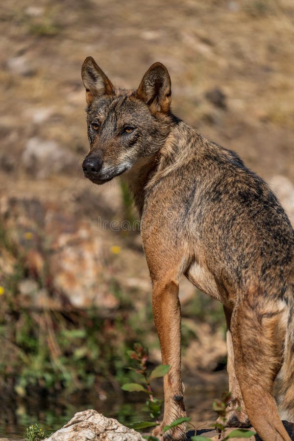 Iberian Wolf Over the Rock Looking Back Stock Image - Image of society ...