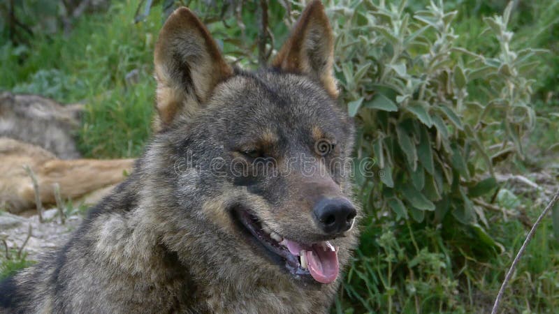 Wolf Face Close Up stock footage. Video of autumn, mammal - 160070918