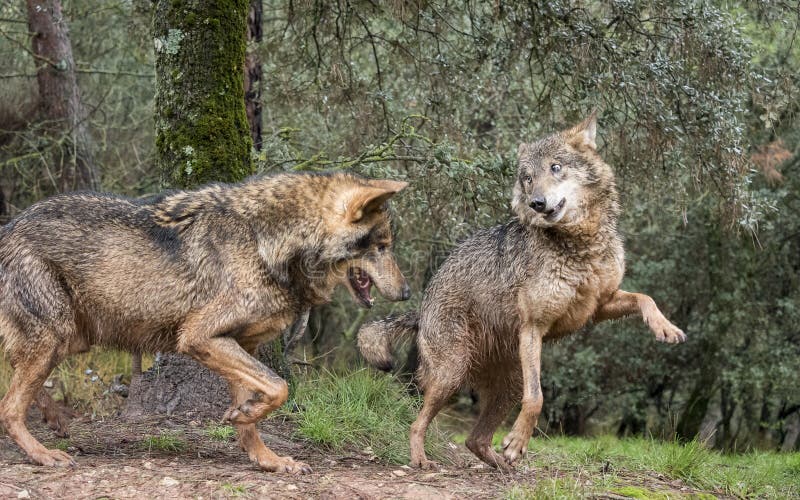 Couple of Iberian Wolves Canis Lupus Signatus in Heat Season Stock ...