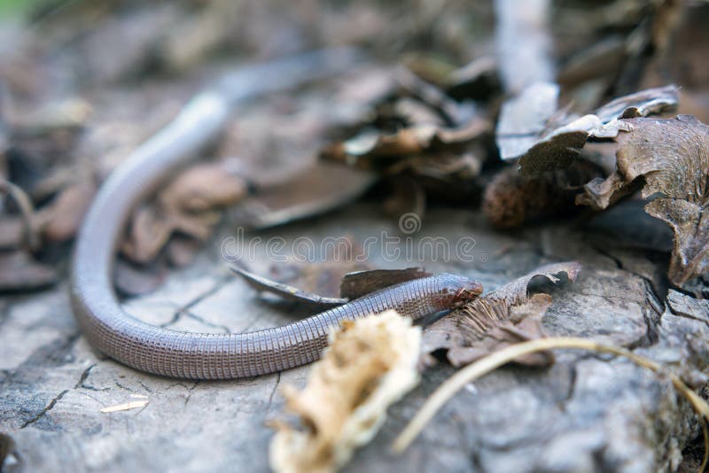 The Iberian worm lizard stock photo. Image of wildlife - 235258268