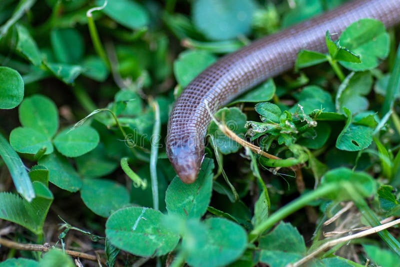 The Iberian worm lizard stock photo. Image of amphisbaenia - 235258320