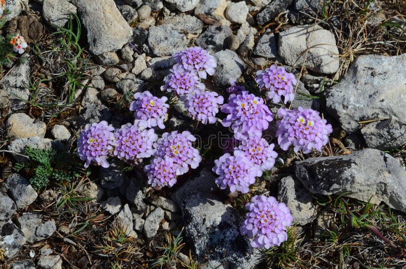 Iberis Carnosa in Flower. it is a Rupicolous Plant Stock Image - Image ...