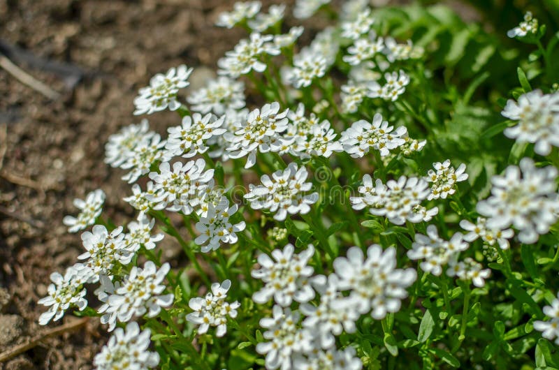 Iberis Amara Flower. Also Called Rocket Candytuft, Bitter Candytuft or ...