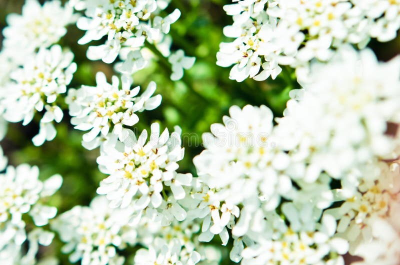 Iberis Saxatilis, Amara or Bitter Candytuft Many White Flowers Stock ...