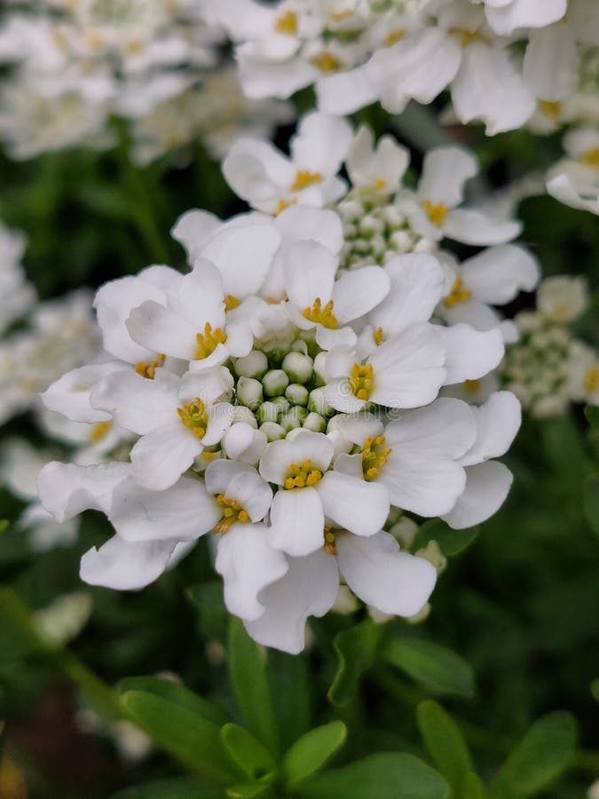Iberis sempervirens foto de archivo. Imagen de perenne - 249007792