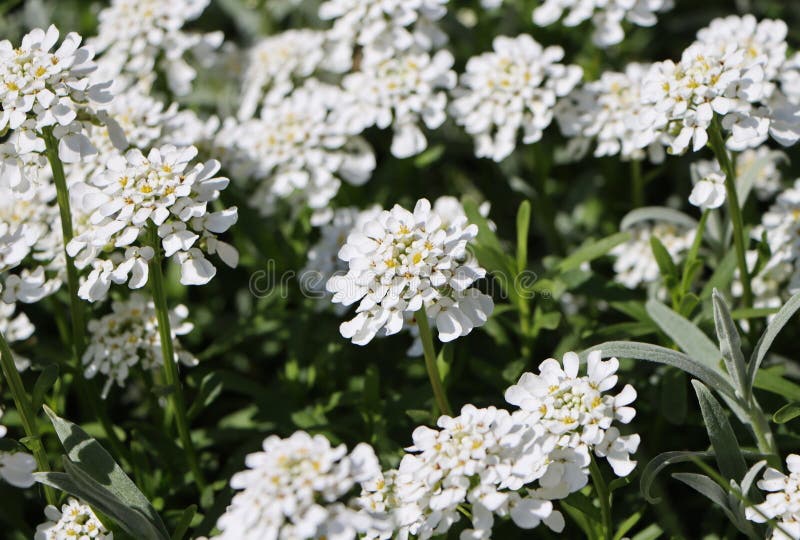 Iberis Sempervirens (evergreen Candytuft) Stock Image - Image of ...