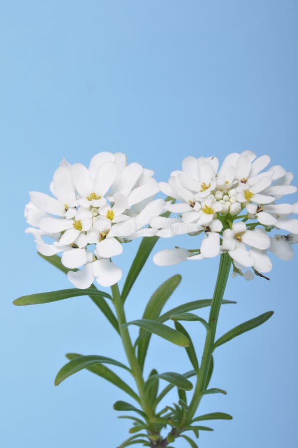 Iberis Sempervirens in Flower Stock Photo - Image of perennial, spring ...