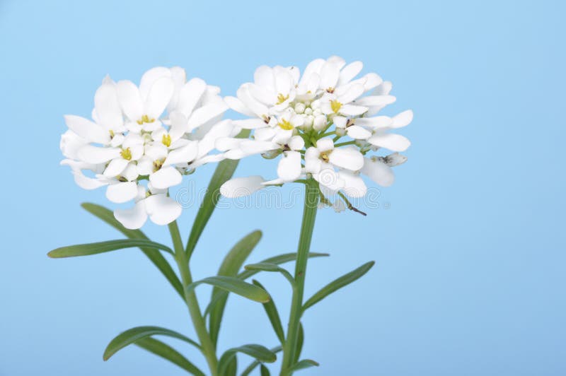Iberis Sempervirens in Flower Stock Image - Image of inflorescence ...