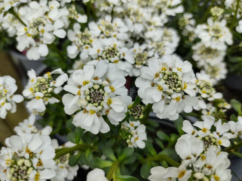 Iberis Snowdrift stock photo. Image of petal, white - 293384434
