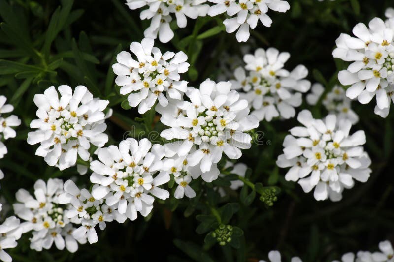Iberis with White Flowers Grows in a Flower Bed Stock Image - Image of ...