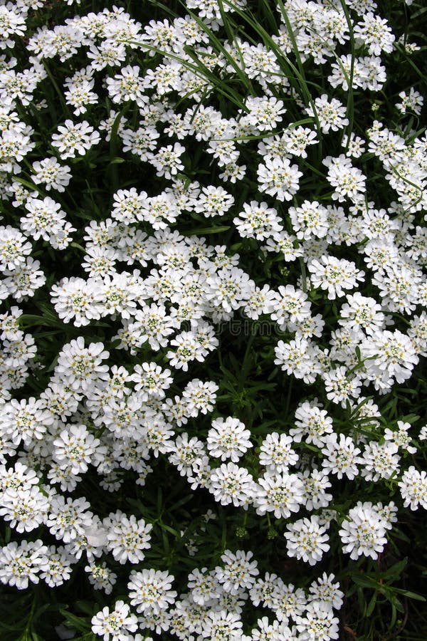 Iberis with White Flowers Grows in a Flower Bed Stock Image - Image of ...