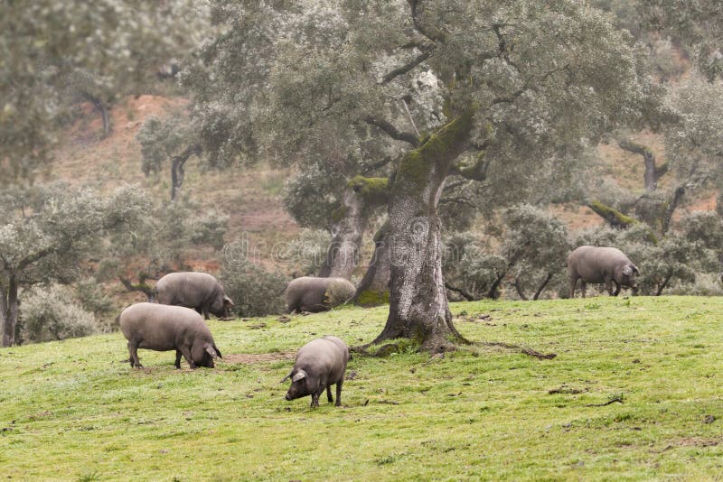 Iberisch Varken in De Weide Stock Afbeelding - Image of dekking, zwart ...