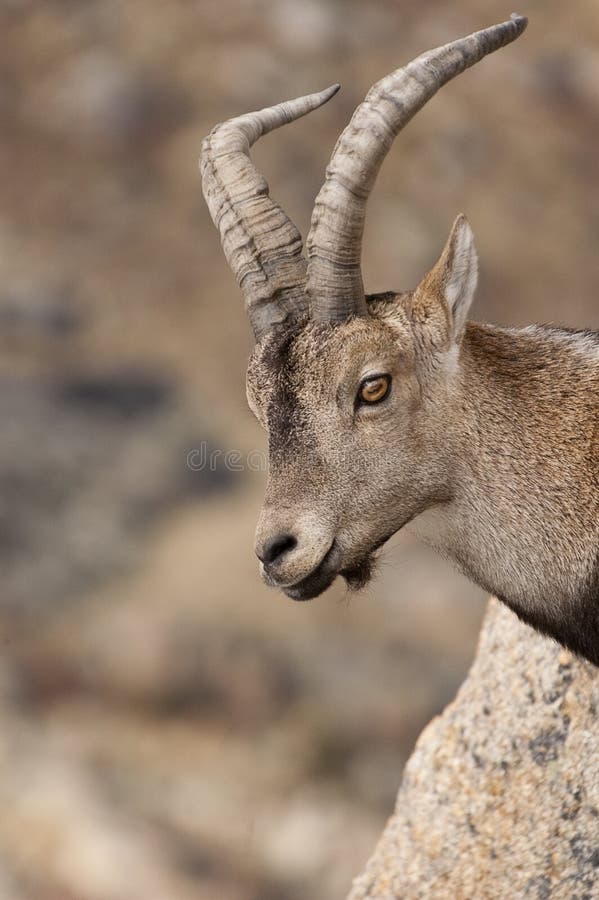 Een Iberische Steenbok, Spaanse Wilde Geit, Het Bevindende Greazing In ...