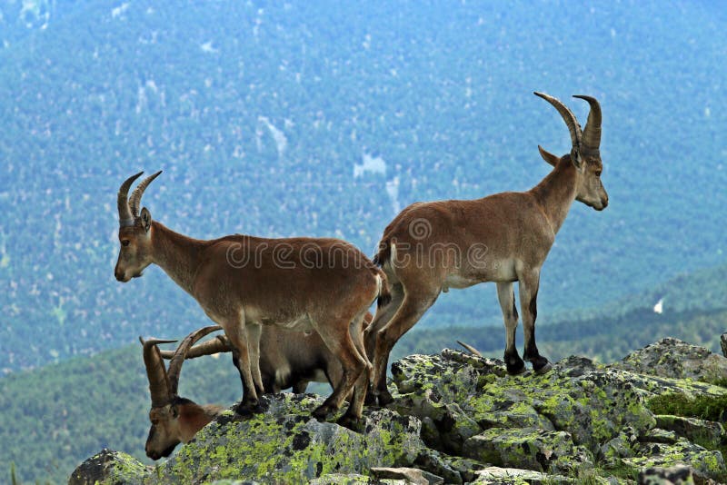 Iberische Steinbock Capra Pyrenaica Victoriae in Einer Klippe Aus Der ... Iberische Steinbock Capra Pyrenaica Victoriae in Einer Klippe Aus Der ...