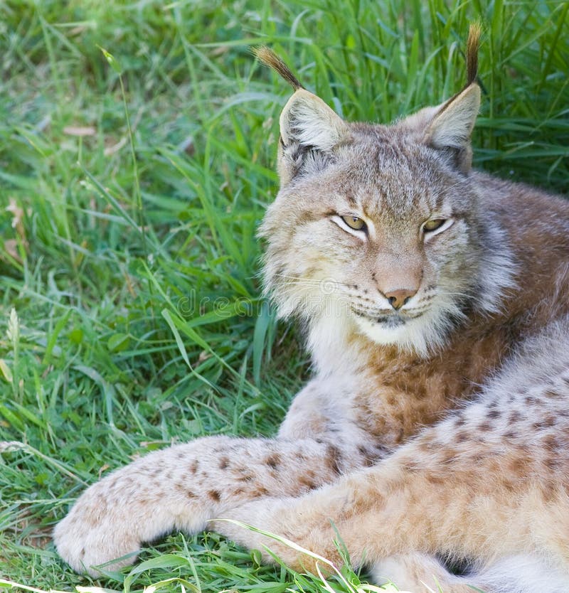 Iberischer Luchs stockfoto. Bild von grün, luchs, wild - 12113574