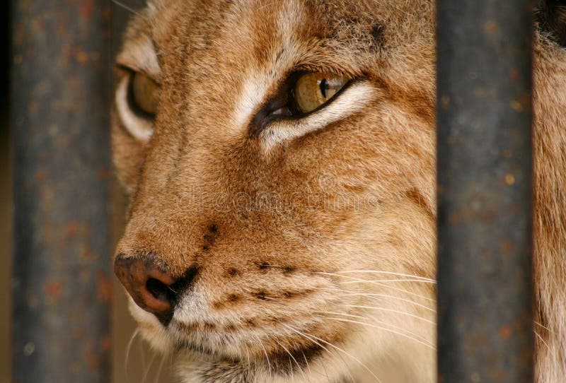 Pardelluchs in Der Gefangenschaft Im Winter Stockfoto - Bild von ...