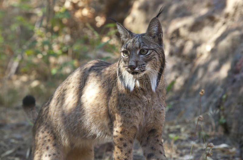 Pardelluchs gesessen stockbild. Bild von iberisch, luchs - 57024707