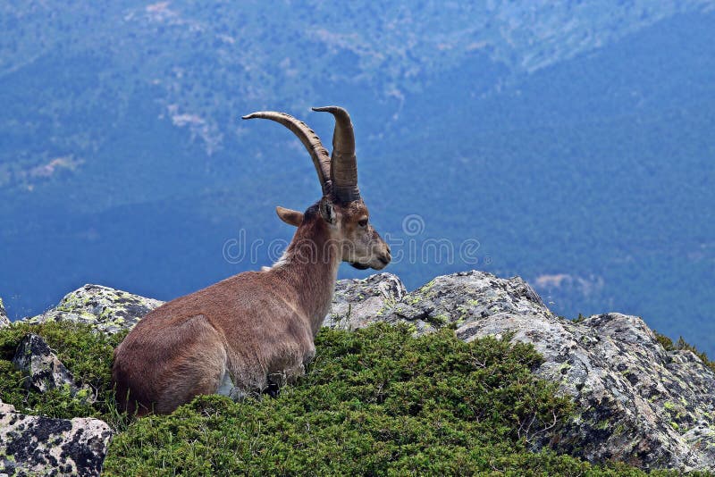 Spanischer Oder Iberischer Steinbock, Capra Pyrenaica Stockfoto - Bild ...