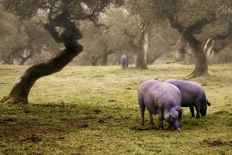Iberisches Schwein In Der Weide Von Jabugo, Provinz Von Huelva, Spanien ...