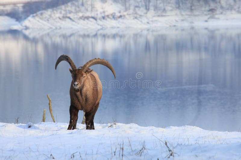 Ibex stock image. Image of relaxation, danger, blue, herbivorous - 12362797