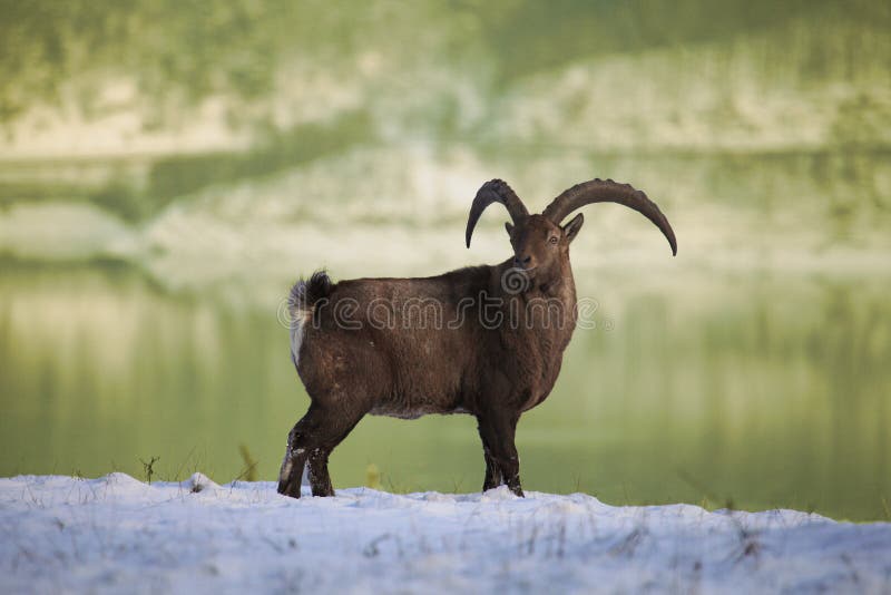 Ibex stock image. Image of snow, nature, wild, ibex, power - 12535917