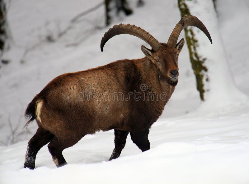 Ibex stock photo. Image of alpine, cold, hill, ibex, wild - 13013652