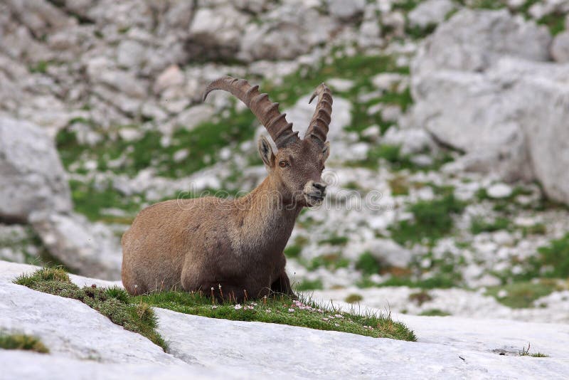 Alpine Ibex stock photo. Image of wild, horn, mount, face - 15741064