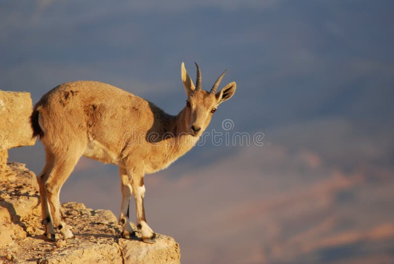 Ibex stock image. Image of nature, wildlife, israel, animal - 15373077