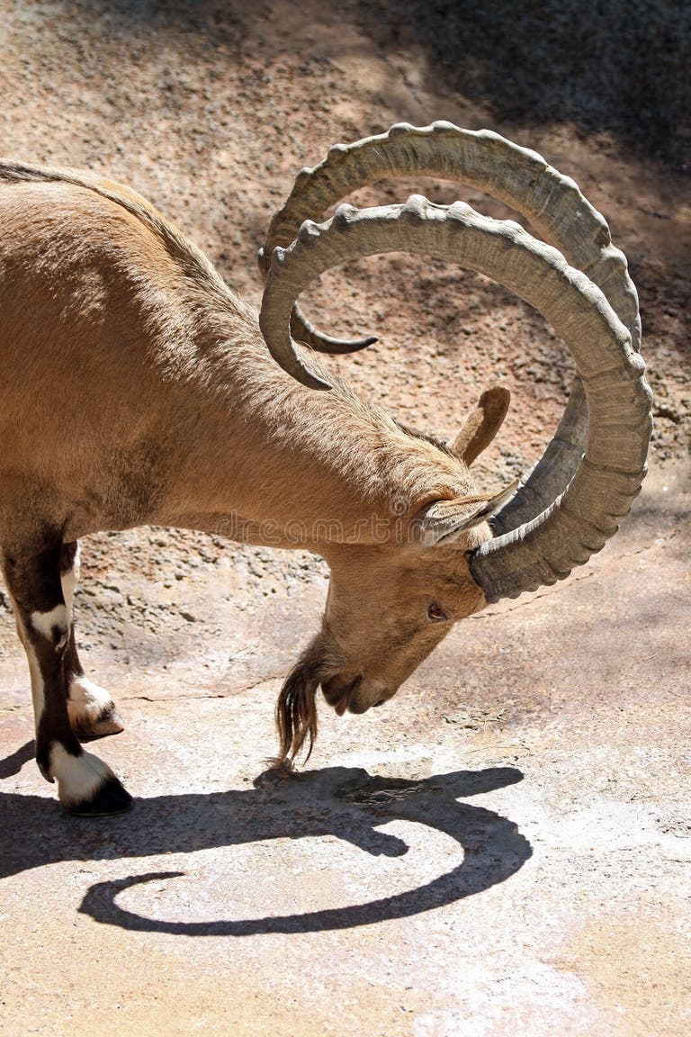 9,746 Ibex Goat Stock Photos - Free & Royalty-Free Stock Photos from ...