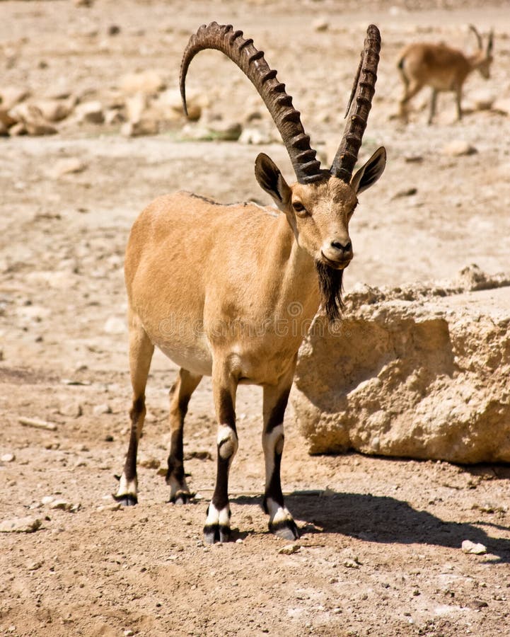 Ibex stock image. Image of east, nature, animal, mediterranean - 26013497