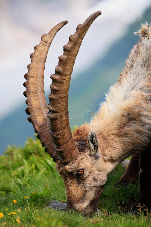 Ibex stock photo. Image of alpine, eyes, national, animal - 2731720