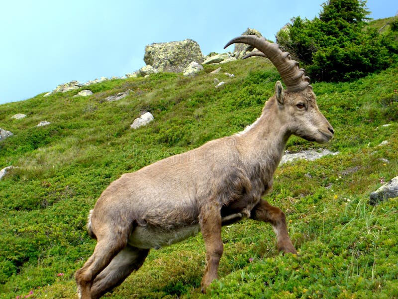 Ibex stock photo. Image of alpine, eyes, national, animal - 2731720