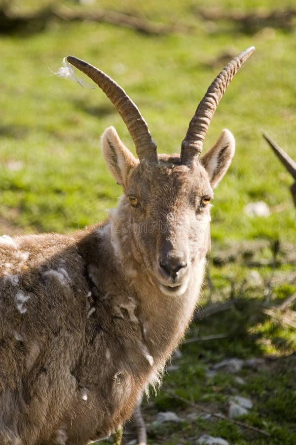 Ibex stock photo. Image of alpine, eyes, national, animal - 2731720