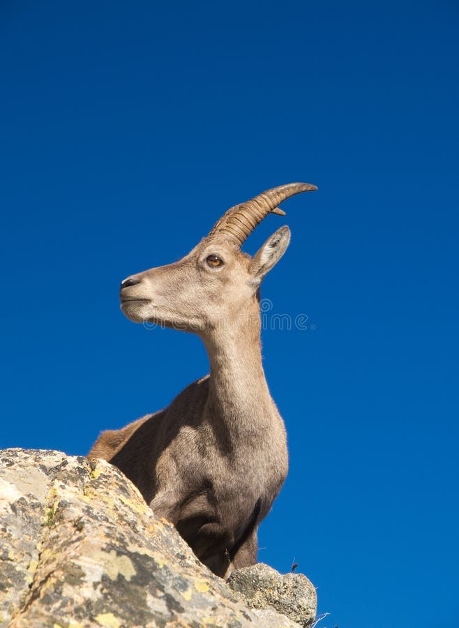 Ibex stock image. Image of trekking, wild, blue, sunny - 6511207