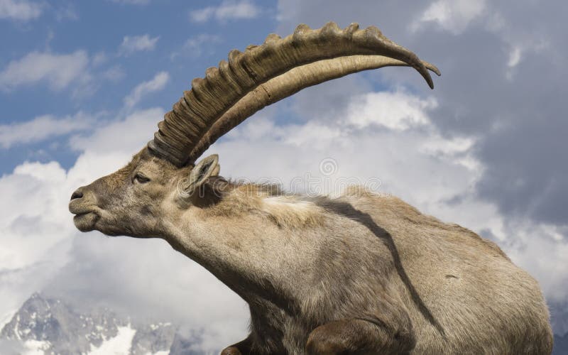Ibex in the Wild. Alps. France. Stock Photo - Image of mountains ...