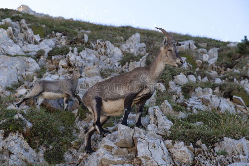 An ibex in summer stock image. Image of nature, horn - 199878657