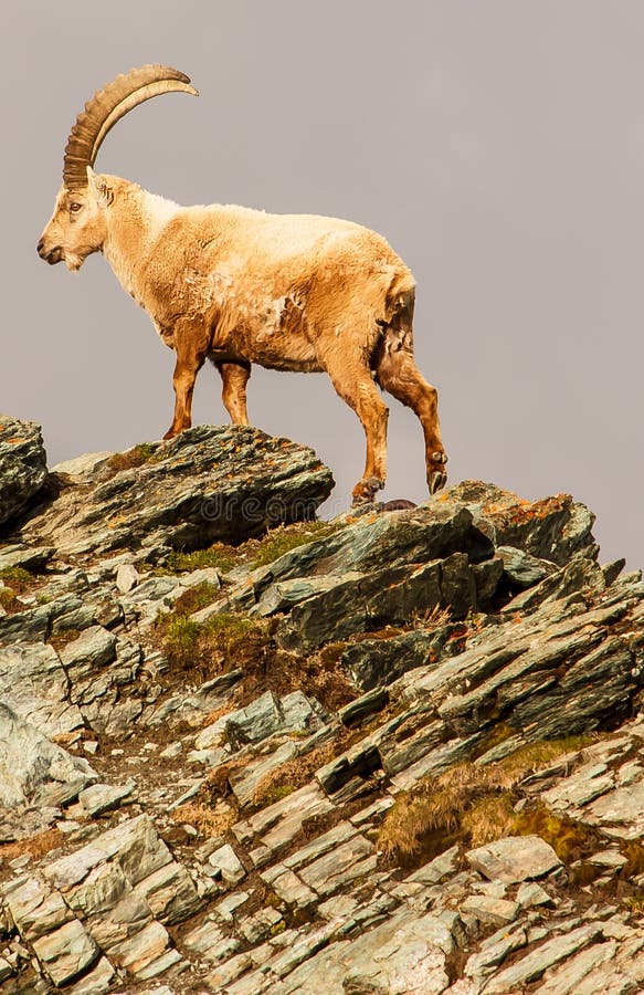 An Ibex Capra Caucasica on the Gornergrat Mountain Cliff, Zermatt ...