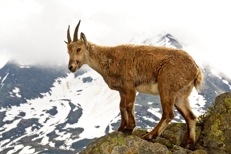 Ibex in Chamonix stock image. Image of tree, europe, rocks - 15540377