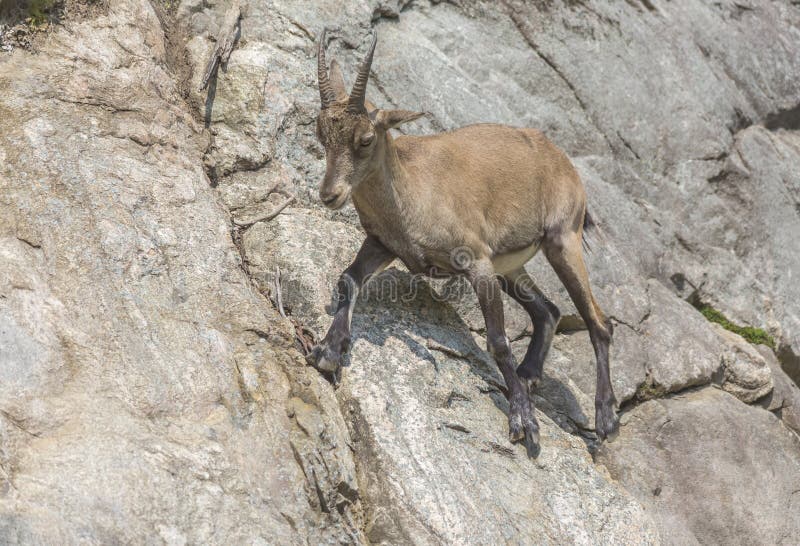 Ibex on the Cliff at Ramon Crater in Negev Desert in Mitzpe Ramon ...
