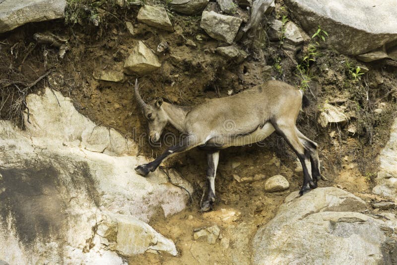 An Ibex on a cliff stock image. Image of goat, outdoors - 43188619