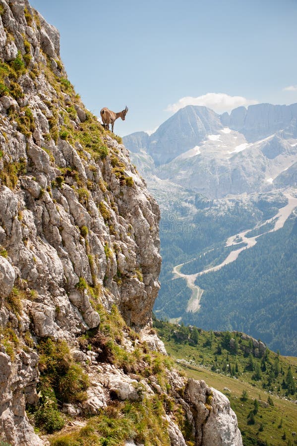 Ibex Cliffside Julian Alps Stock Photos - Free & Royalty-Free Stock Photos from Dreamstime