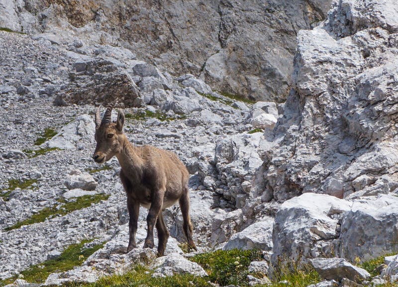 Ibex stock photo. Image of attitude, alpine, fauna, capra - 31006372