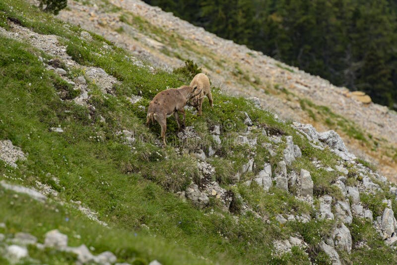 Ibex Fight on the Rock. Alpine Ibex, Capra Ibex, Animals in Nature ...