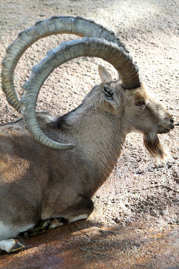 Ibex Goat stock image. Image of mountain, alone, europe - 22472027
