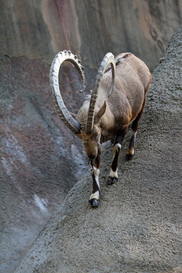 Markhor Goat stock image. Image of antelope, mountains - 9598809