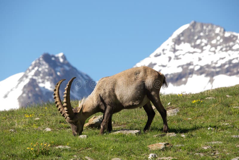 Ibex with Mountains in Background in Swiss Alps Stock Photo - Image of ...