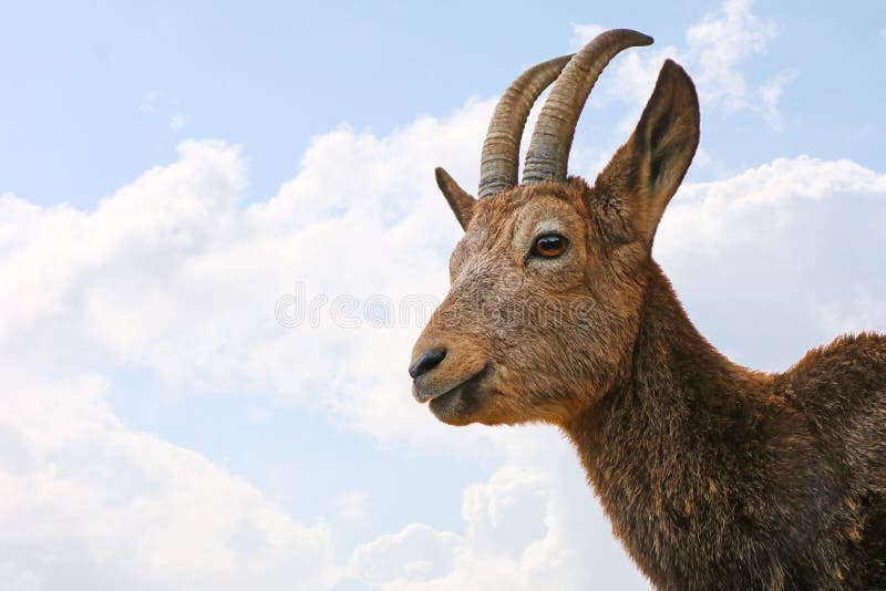 Ibex stock photo. Image of brown, capra, front, close - 80082366
